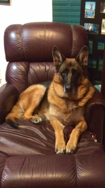 Roanoke Island Animal Clinic - Home